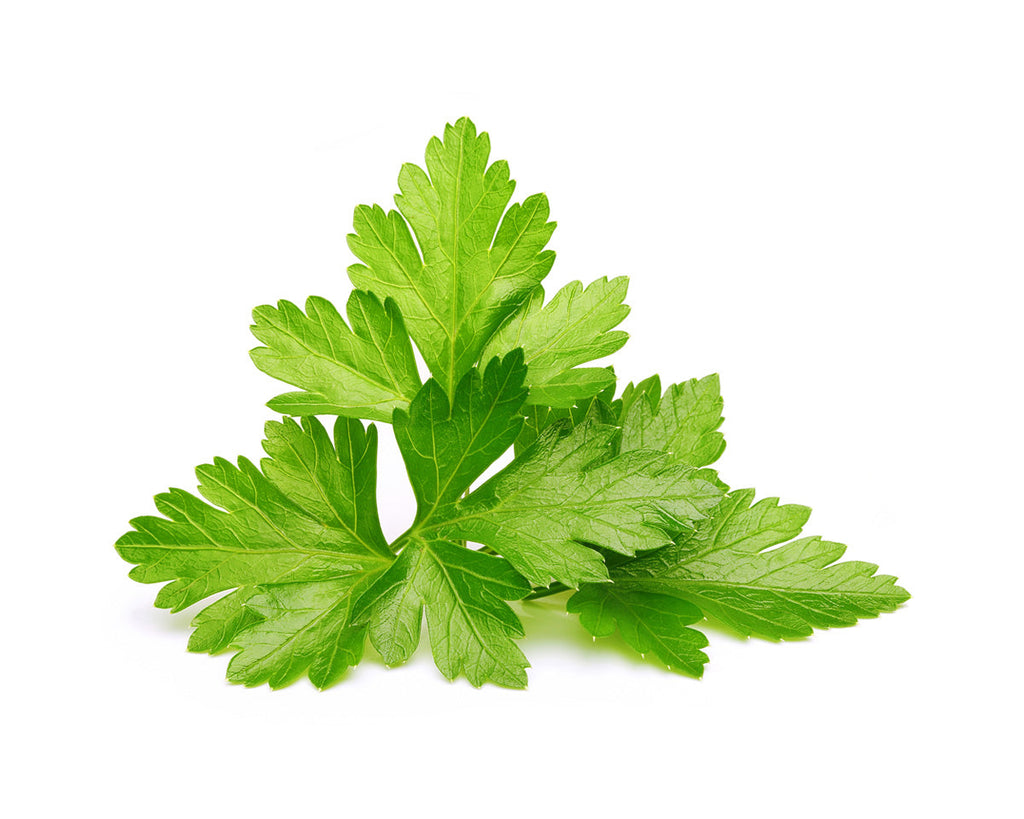 5 Essential Fall Herbs to Grow in Your Smart Garden – Click & Grow ...