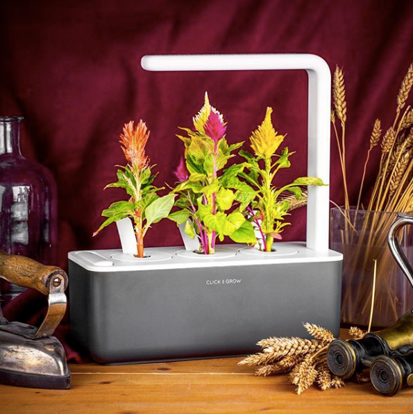 How To Cook Cockscomb, The World's Most Beautiful Vegetable – Click ...