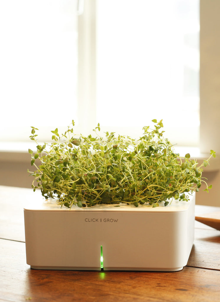 A Funny Story From the Early Days of Click & Grow – Click & Grow Singapore