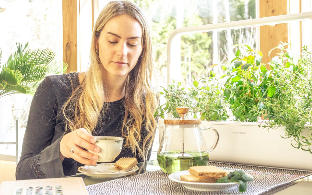 3 Tasty Herbal Tea Plants for Your Next Brew – Click & Grow Singapore